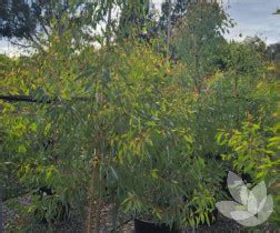 Eucalyptus Melliodora Yellow Box Trees Speciality Trees