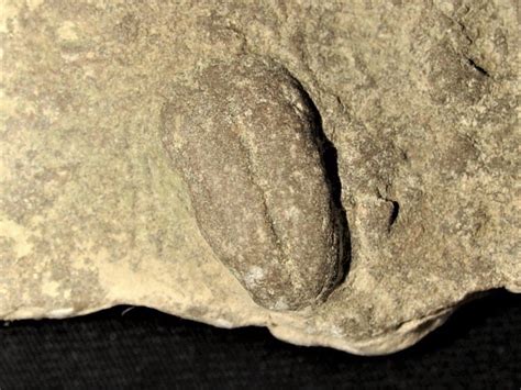 Rusophycus Ichnofossils The Fossil Forum