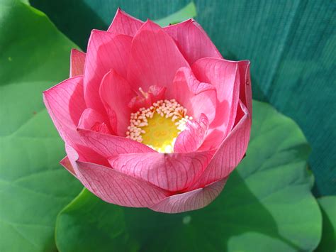 Nelumbo Nucifera Coconut Ice Wallis Creek Watergarden