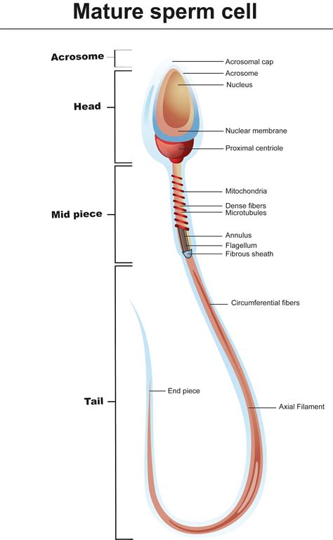 Proximal Centriole Is Located In Which Part Of The Spermatailb