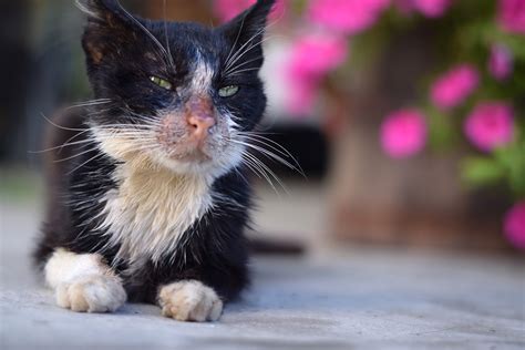 Is Leukemia Contagious In Dogs