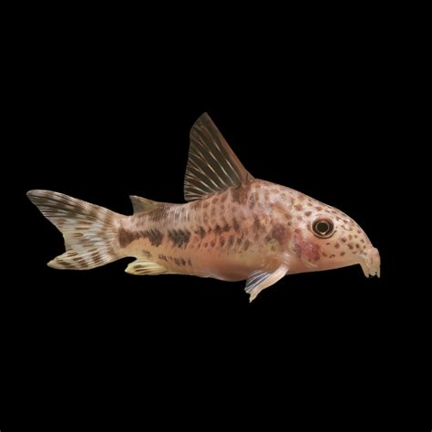 Variable Corydoras Diphyes 3cm Catfish Sims Tropical Fish Tropical