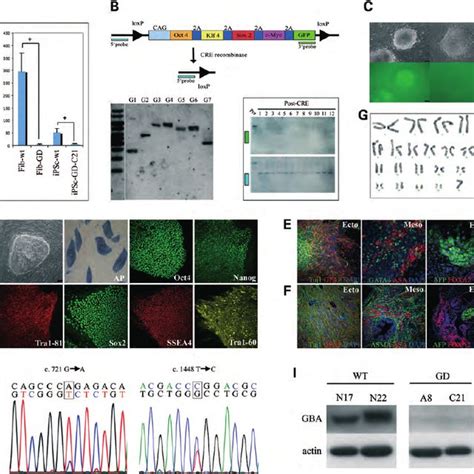 A Differentiation Of Gd Ipsc To Dopaminergic Neurons Briefly Ipsc