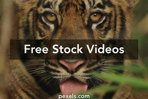 Nippydrive Mp4 Free Videos Download The Best Free 4k Stock Video