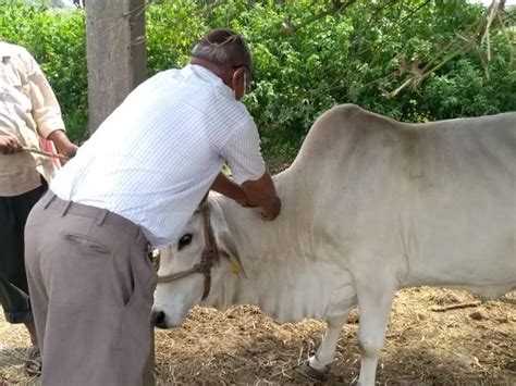 Number Increased To 2627 4 Animals Died So Far 32 Cows Have Died