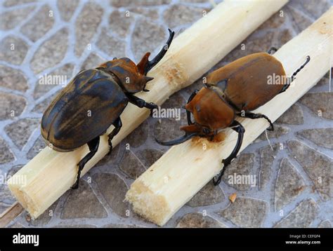 Elephant Beetle