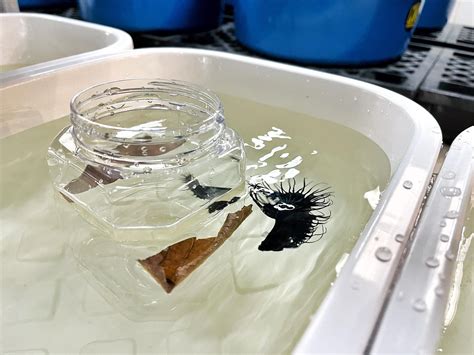 เลิฟเบตต้าฟิช การเทียบคู่ก่อนลงเพาะพันธุ์ปลากัด เป็นกระบวนการสำคัญที่ช่วยเพิ่มโอกาสในการจับคู่