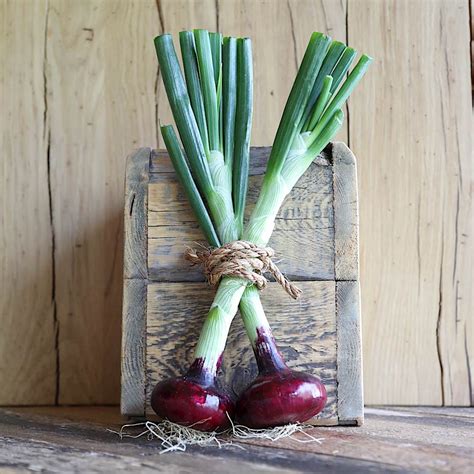Лук фиолетовый молодой — Smart Food