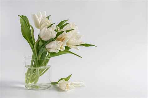 텍스트 공간이 있는 흰색 배경에 꽃병에 흰색 튤립이 있습니다 여성의 날 봄 꽃다발 0명에 대한 스톡 사진 및 기타 이미지 0