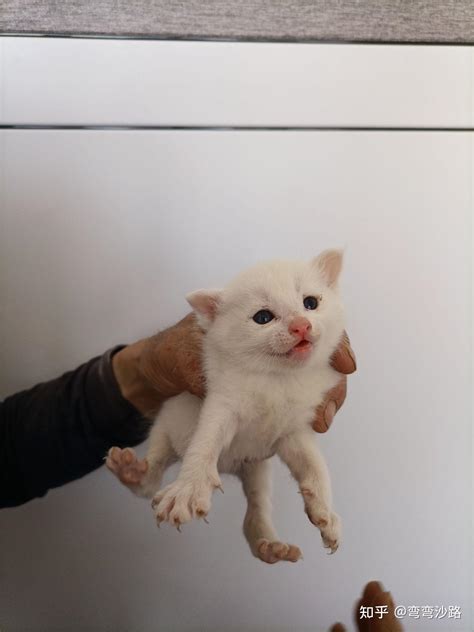 萌萌 知乎