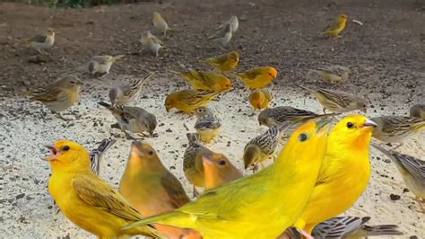 Canto De Canário Da Terra Junto Com Imagem Youtube