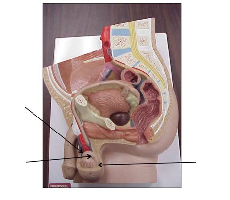 Anatomy Lab 2 Male Reproductive Diagram Quizlet