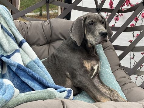 Akc Blue Brindle Point Male Great Dane Great Dane Puppies For Sale In