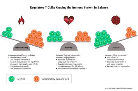 The Suppressive Nature Of Regulatory T Cells And Their Roles In Cancer And Diseases Iq Biosciences