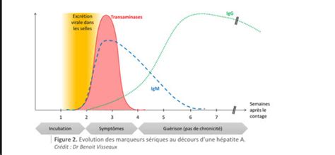 Les hépatites virales Cartes Quizlet