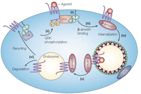 3 Schematic Representation Of The Gpcr Internalization Modified From