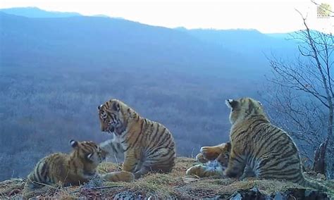 Rare Siberian Tiger Cubs Playfully Wrestle As Their Mother Hunts For