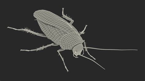 Animated Cockroach Cleans Mustache Rigged For Maya 3d Model 149 Ma