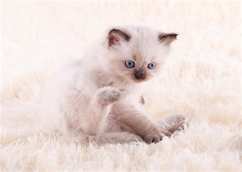 베이지색 배경에 파란 눈을 가진 작은 래그돌 고양이 프리미엄 사진