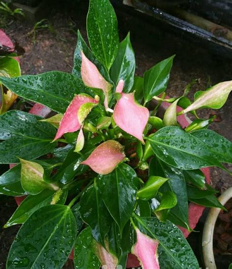 ඇන්තූරියම් මල් ව්‍යාපාරය