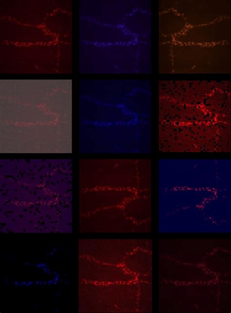 Examples Of Samples Generated Using Data Augmentation By Applying Four