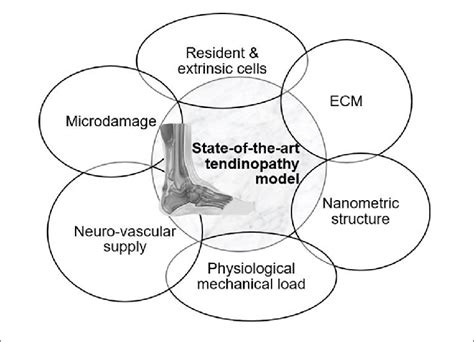 Requirements For The State Of The Art Tendinopathy Model Download