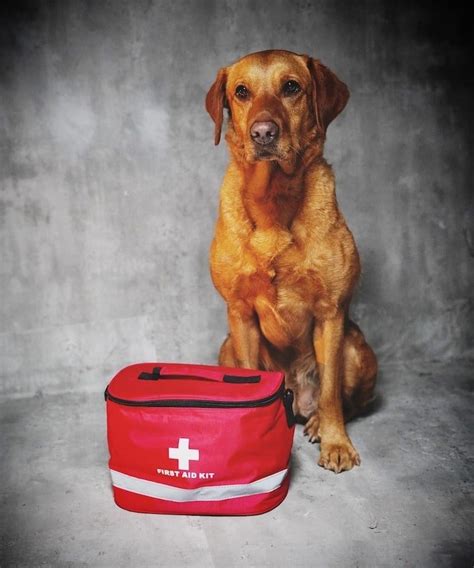The Importance Of Canine First Aid Kits Dog Friendly Mcr
