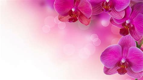 Hd Wallpaper Romantic Couple High Resolution Love Wallpaper Flare