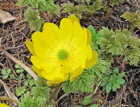 Adonis amurensis - Изображение особи - Плантариум