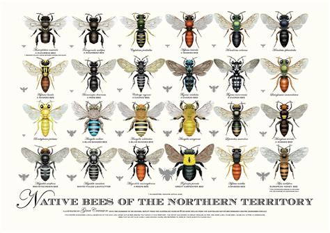 Chrysopogon Elongatus Tall Tamil Grass — Territory Native Plants