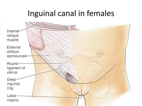 Surgical Anatomy Of The Inguinal Canal Pptx