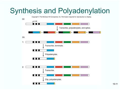 Mrna Transcript Sythesis From Dna Templet Ppt