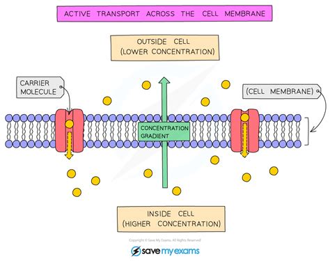 Edexcel IGCSE Biology 复习笔记 2 4 5 Active Transport 翰林国际教育