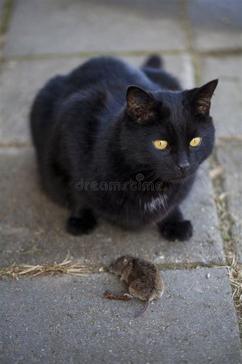 Cat and mouse stock image. Image of mice, animal, playing - 86263507
