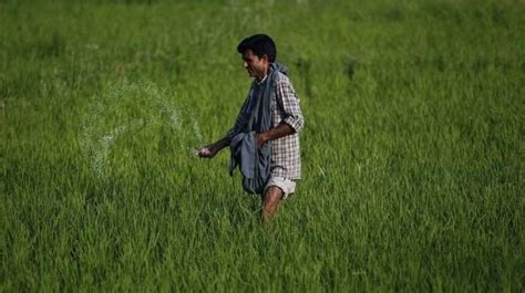 ‘artificial Urea Shortage Irks Tihidi Farmers Orissapost