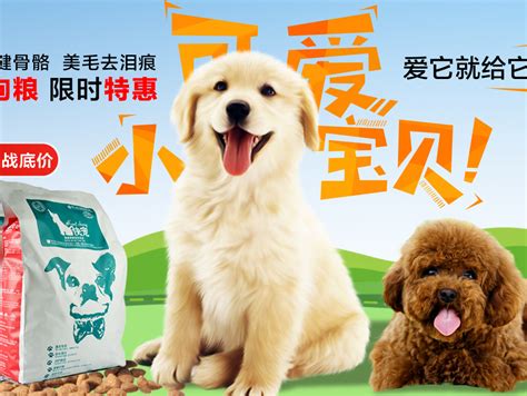 宠物海报 小毛驴Sunny 站酷ZCOOL