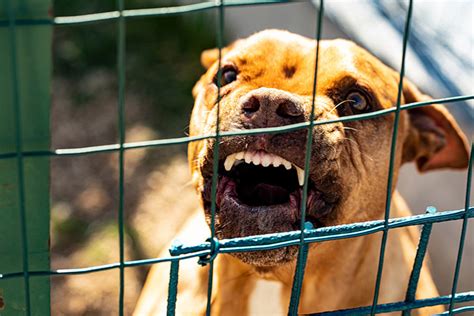 男友養4隻比特犬 她遭圍攻「活活咬死」 殘忍畫面曝 搜奇 網推