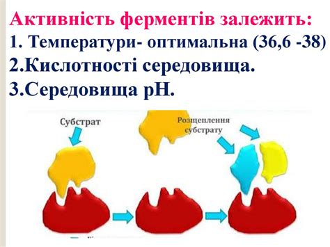 Травлення Значення травлення Система органів травлення презентация онлайн