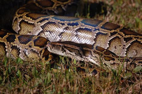 Githubs Numbers Swollen By Python Programming Basics