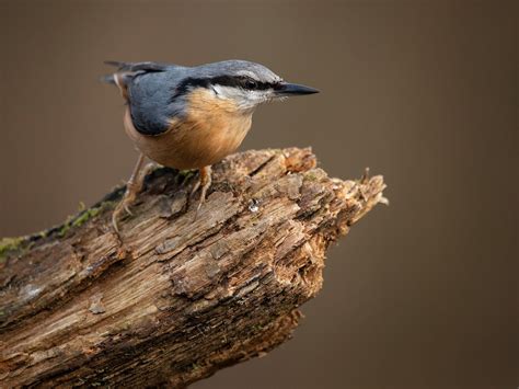 Nuthatch Bird Facts Sitta Europaea Bird Fact