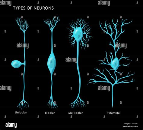 Multipolar Neuron Labeled Under Microscope