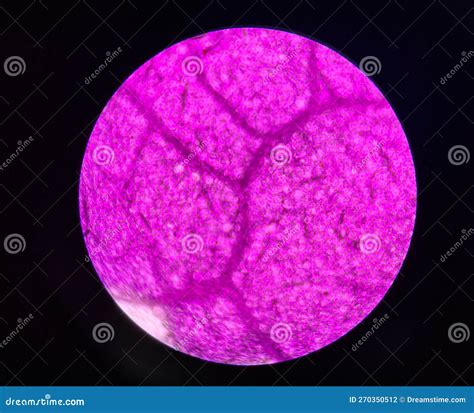 Stoma Plants Cells Find With Microscope 10x Stock Photo Image Of