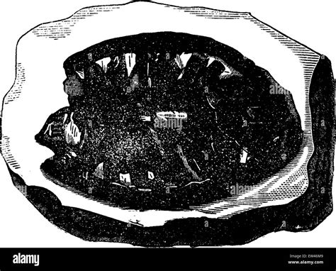 Fossil Sea Turtle Stock Vector Images Alamy