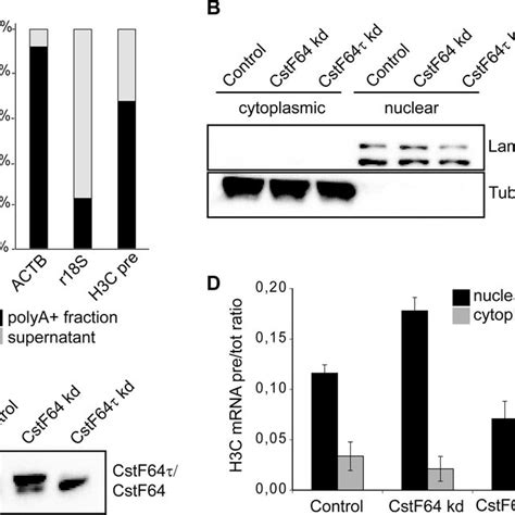 Polyadenylated Histone Read Through Transcripts Associate With