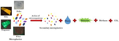 Microbial Degradation Of Microplastics 67 Download Scientific Diagram