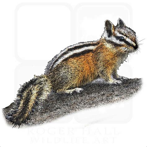 Least Chipmunk Signed Fine Art Print