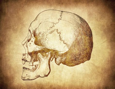 Drawing Of The Empty Eye Socket Illustrations Royalty Free Vector