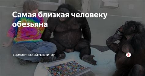 Самая близкая человеку обезьяна Биологический репетитор Дзен