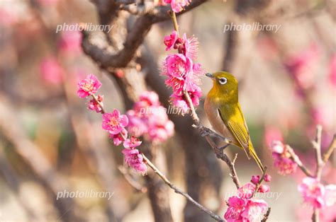 紅梅とメジロ 写真素材 3693396 無料 フォトライブラリー photolibrary