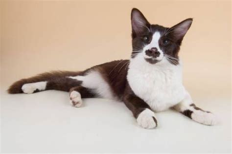 Cat Colours — Chocolate Bicolour